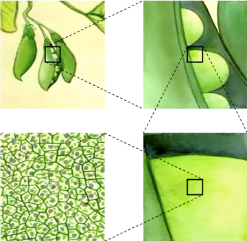 Pea Taste Cell Biology - EvoEd : EvoEd