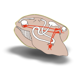 Clam Toxin Cell Biology - EvoEd : EvoEd
