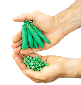 Pea Taste Population Genetics - EvoEd : EvoEd